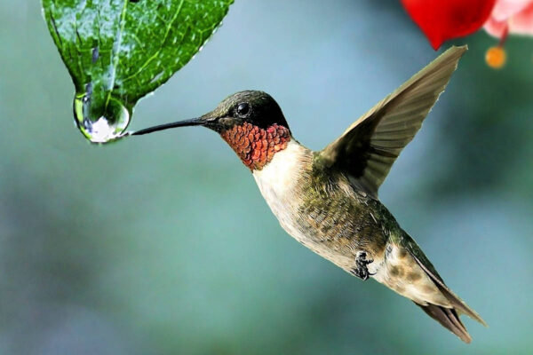 Aves » Características, Alimentación, Hábitat, Reproducción, Depredadores