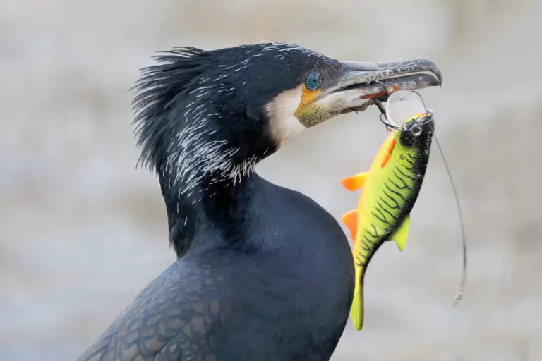 Insectos De La Selva » Características, Alimentación, Hábitat ...