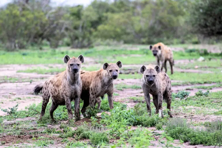 Aves Carnívoras » Características, Alimentación, Hábitat, Reproducción ...