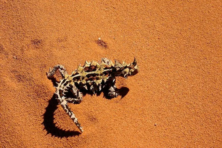 LOS 5 REPTILES MÁS RAROS » Características, Reproducción, Hábitat