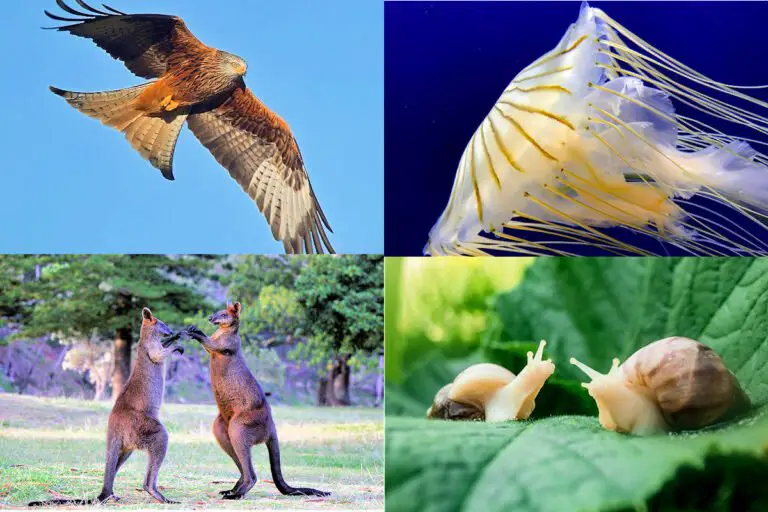 Animales Del Bosque Templado » Características, Alimentación, Hábitat ...