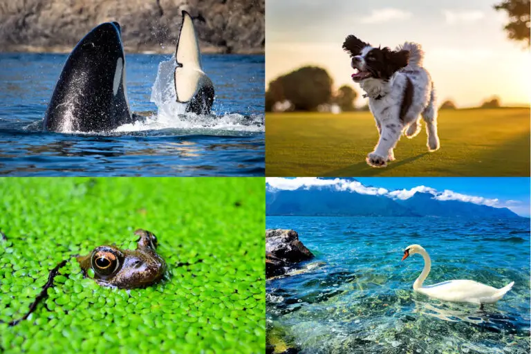 Animales Homeotermos » Características, Alimentación, Hábitat ...