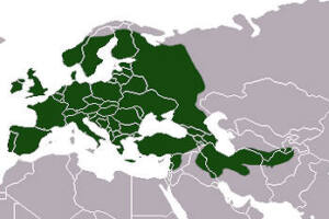 Tejón » Características, Alimentación, Hábitat, Reproducción, Depredadores