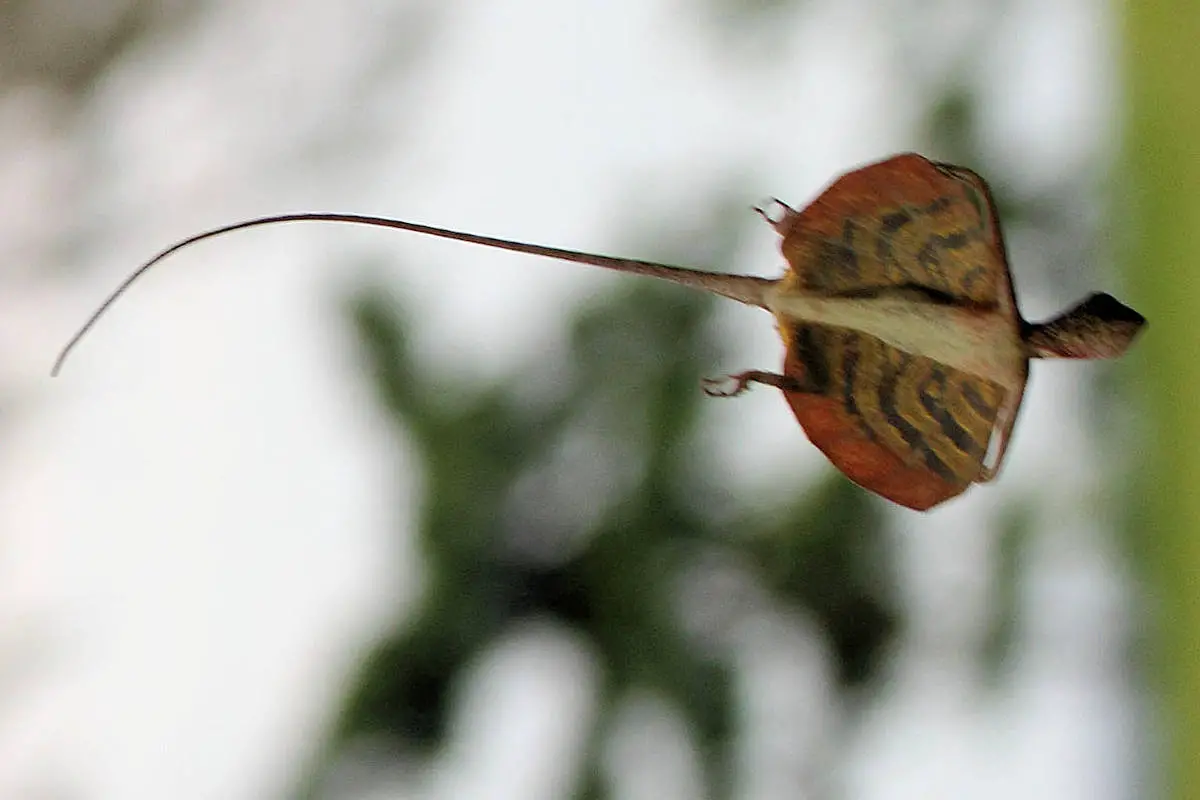 LOS 5 REPTILES MÁS RAROS » Características, Reproducción, Hábitat