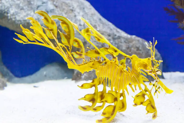 ANIMALES MARINOS MÁS RAROS » Curiosas Y Singulares Especies