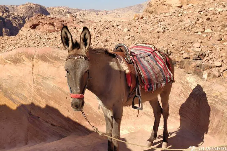 Burro » Características, Alimentación, Hábitat, Reproducción, Depredadores