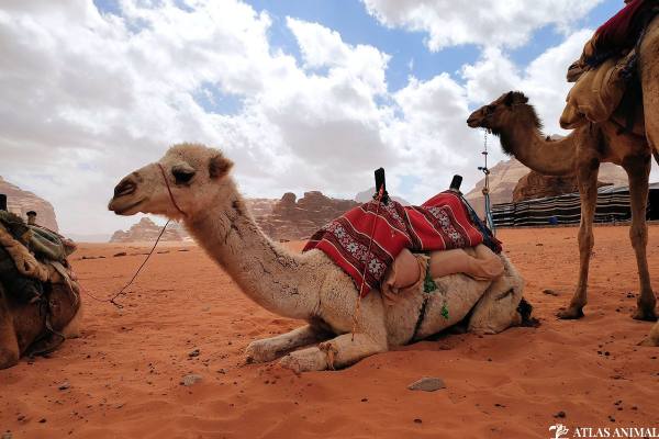 Camello » Características, Alimentación, Hábitat, Reproducción ...