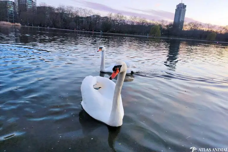 Cisne » Características, Alimentación, Hábitat, Reproducción, Depredadores