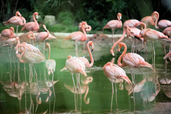 Aves » Características, Alimentación, Hábitat, Reproducción, Depredadores