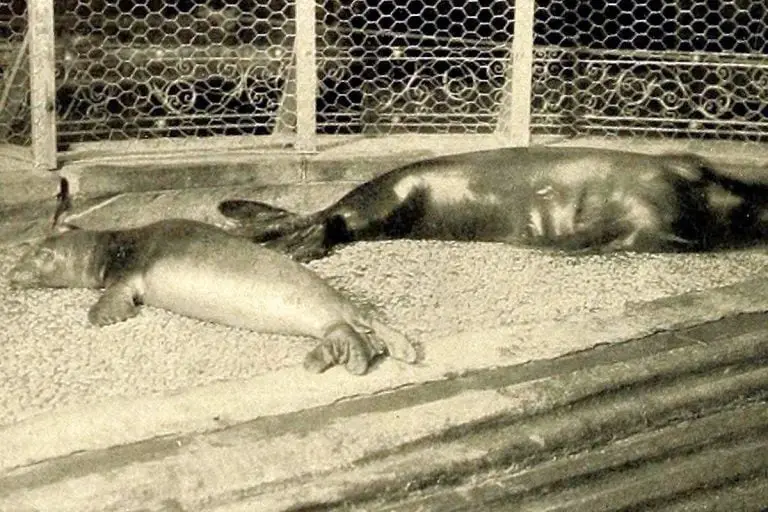 Foca Monje Del Caribe » Características, Alimentación, Hábitat ...