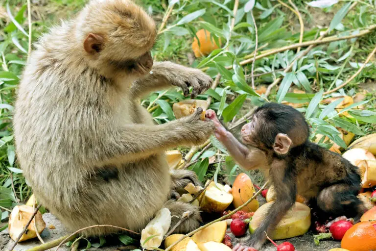 Animales Homeotermos » Características, Alimentación, Hábitat ...