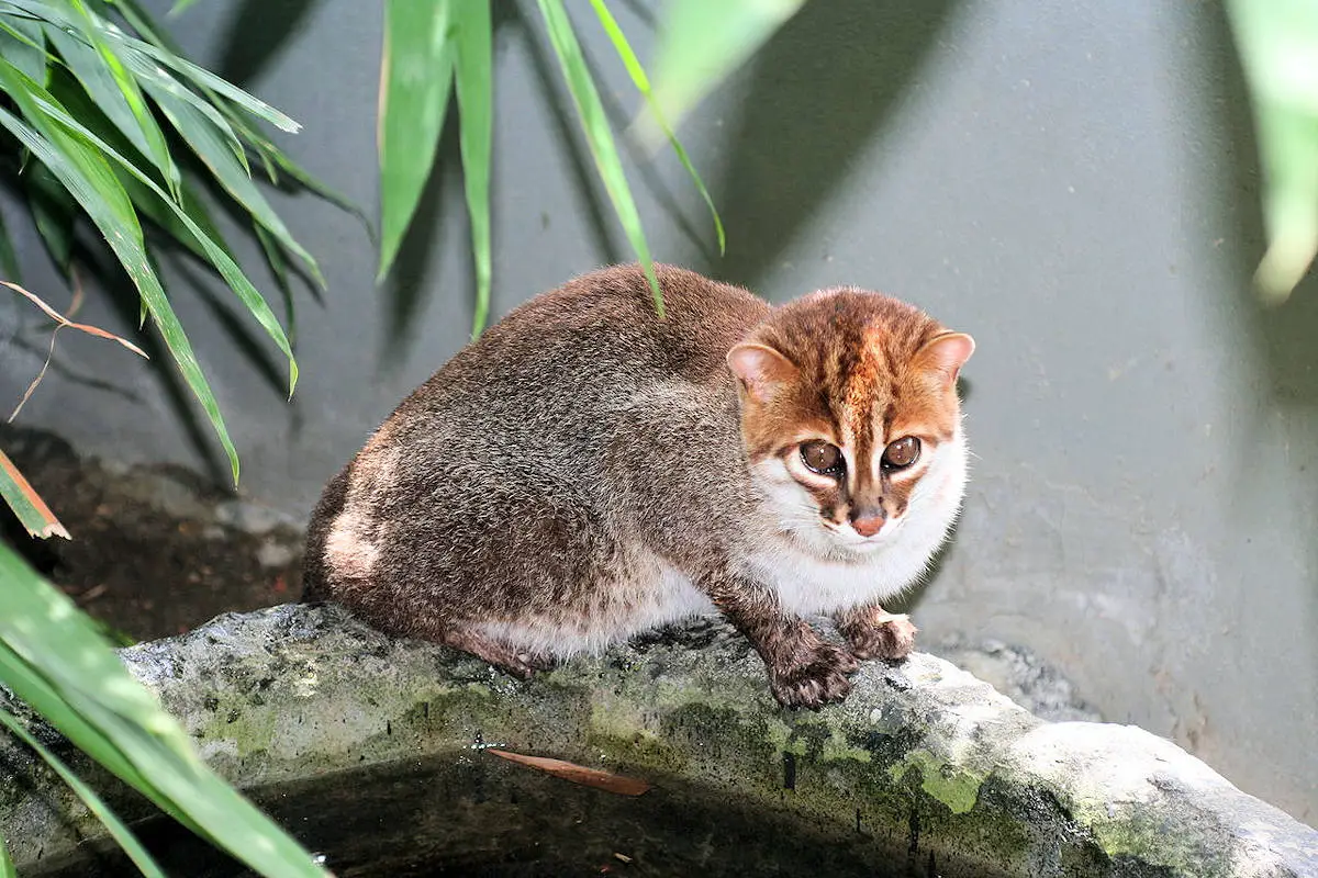 5 FELINOS RAROS » Que Están En Peligro De Extinción