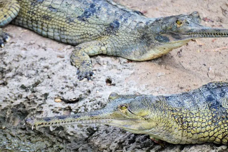 Gavial Del Ganges » Características, Alimentación, Hábitat ...