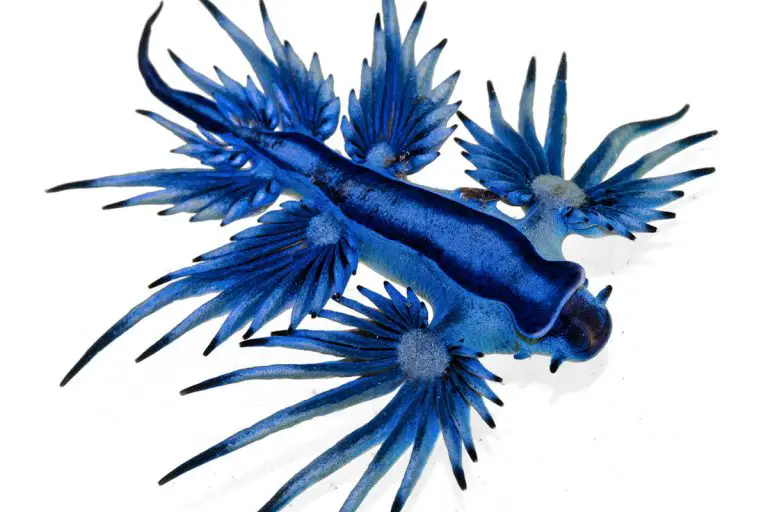 Glaucus Atlanticus » Características, Alimentación, Hábitat ...