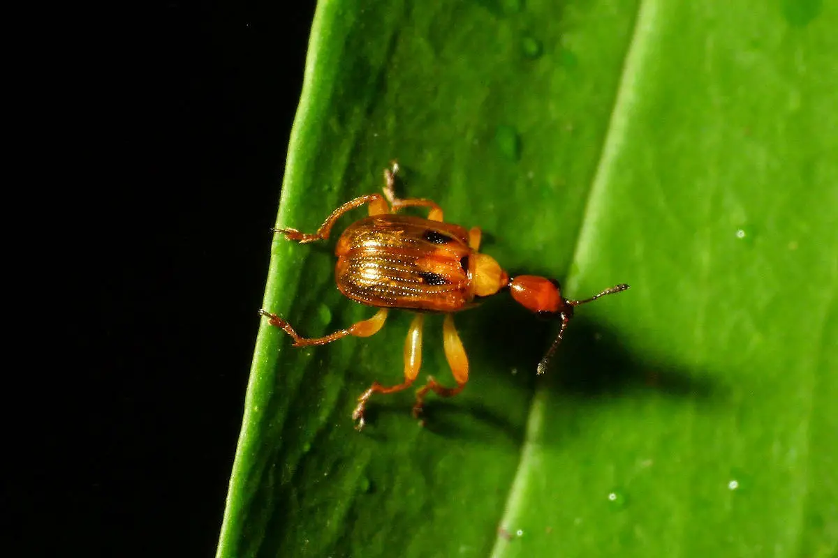 5 INSECTOS RAROS » No Vas A Creer Que Existen