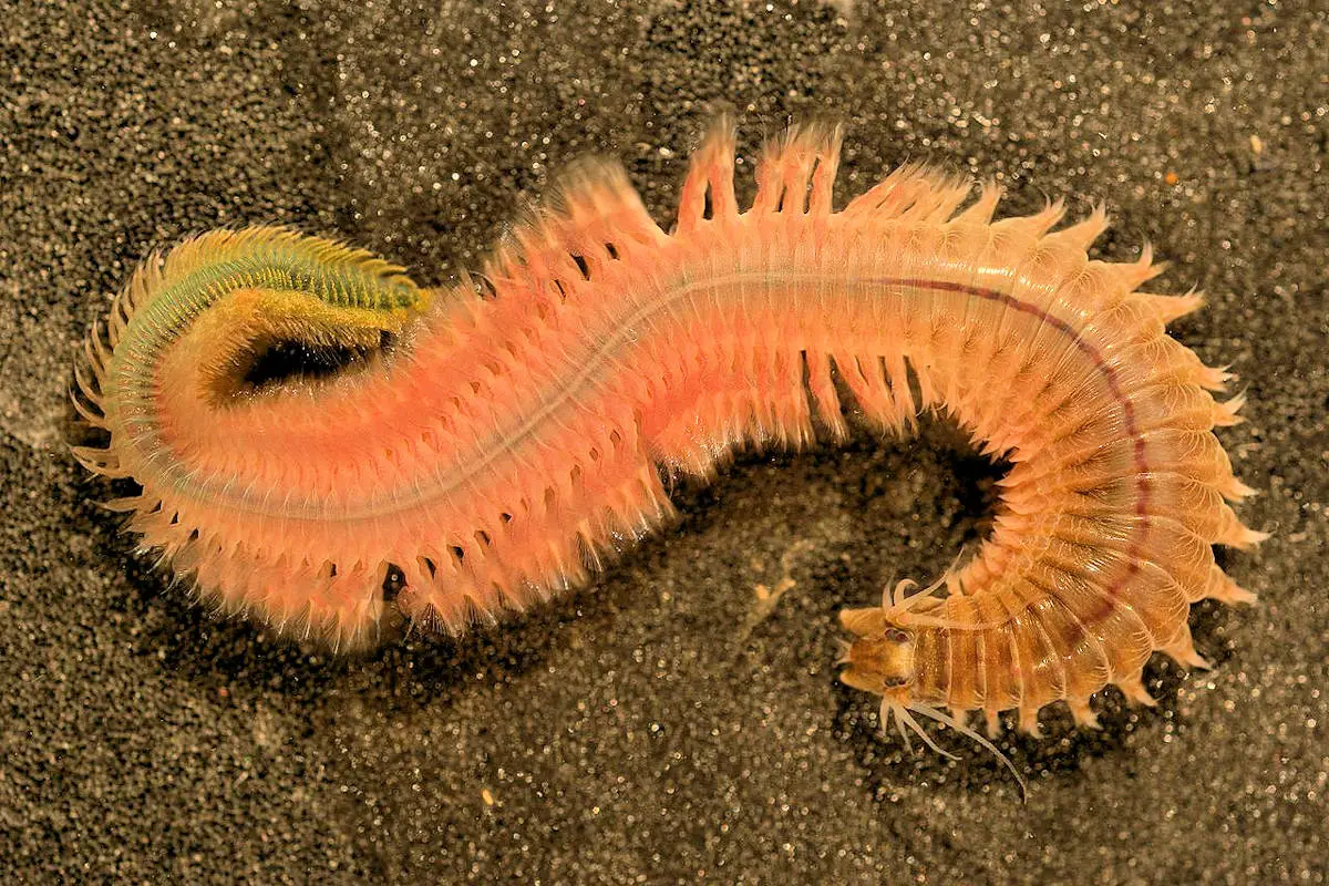 LOS 5 MOLUSCOS MÁS RAROS » Características Y Forma De Vida