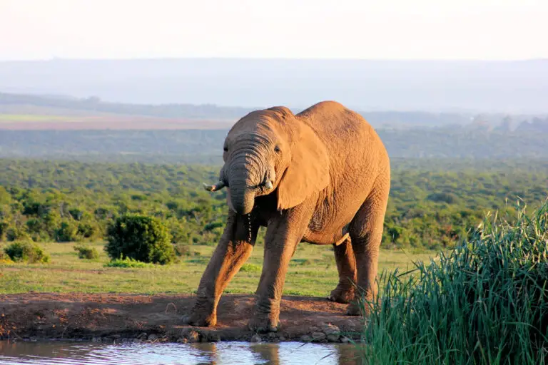 Animales De La Selva Amazónica » Características, Alimentación, Hábitat ...