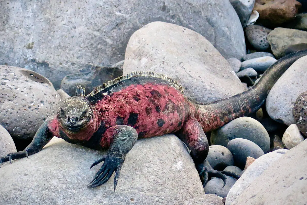 LOS 5 REPTILES MÁS RAROS » Características, Reproducción, Hábitat