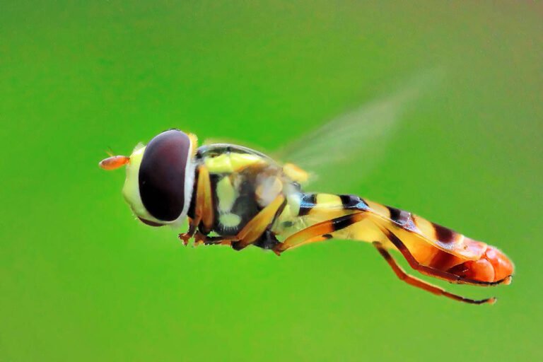 NECTARÍVOROS » Animales Herbívoros Que Se Alimentan De Néctar Y Polen