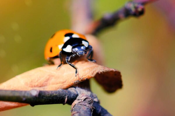 Insectos » Características, Alimentación, Hábitat, Reproducción ...