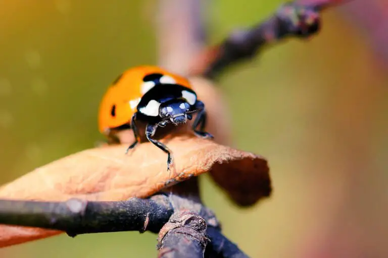 ANIMALES DE LA SELVA » Significado, Características, Clasificación Y ...