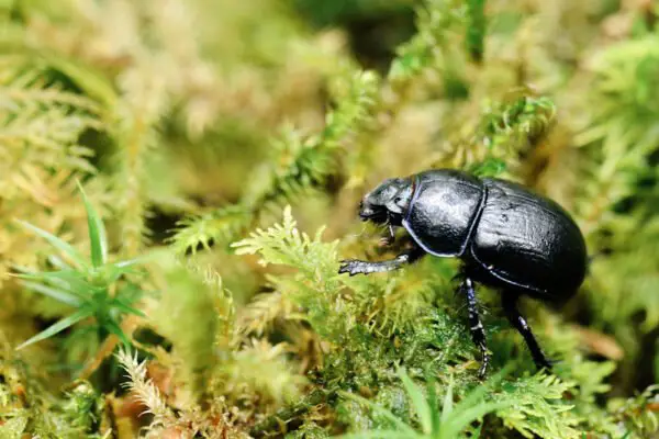 Insectos » Características, Alimentación, Hábitat, Reproducción ...