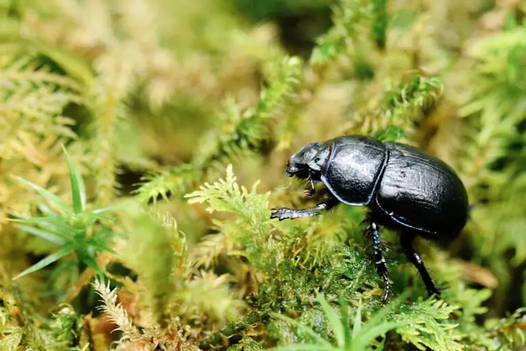 Insectos » Características, Alimentación, Hábitat, Reproducción ...