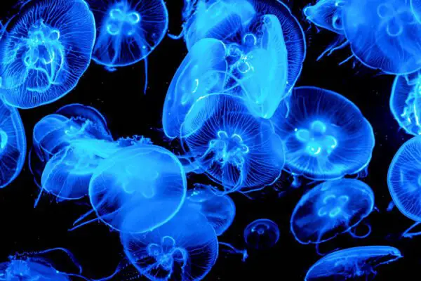 ANIMALES ACUÁTICOS INVERTEBRADOS » Características Y Estilo De Vida ANIMALES ACUÁTICOS INVERTEBRADOS » Características Y Estilo De Vida