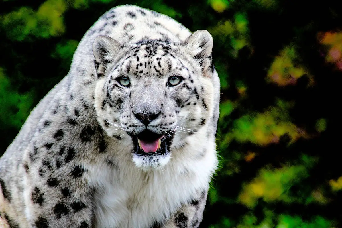 5 FELINOS RAROS » Que Están En Peligro De Extinción