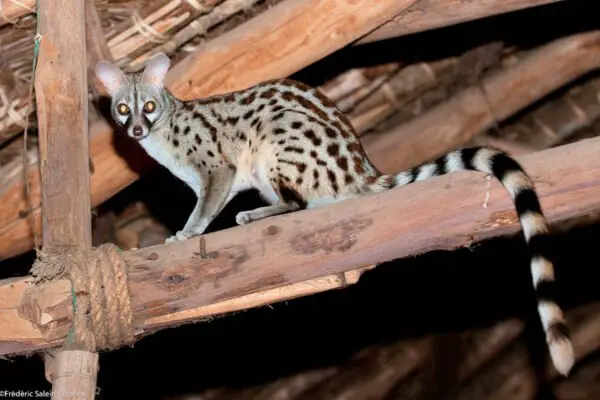 Ocelote » Características, Alimentación, Hábitat, Reproducción ...
