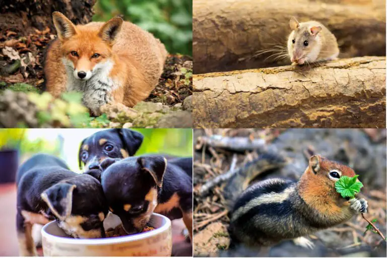 Animales Del Bosque Templado » Características, Alimentación, Hábitat ...
