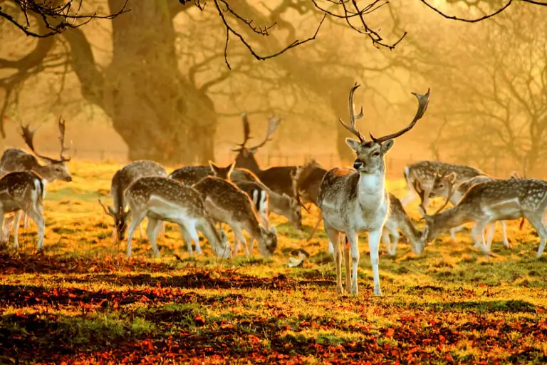 Mamíferos Acuáticos » Características, Alimentación, Hábitat ...