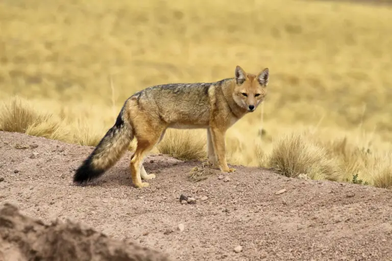 Animales Homeotermos » Características, Alimentación, Hábitat ...