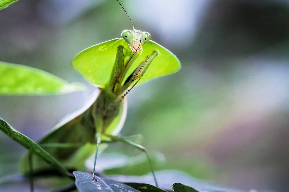 5 INSECTOS RAROS » No Vas A Creer Que Existen