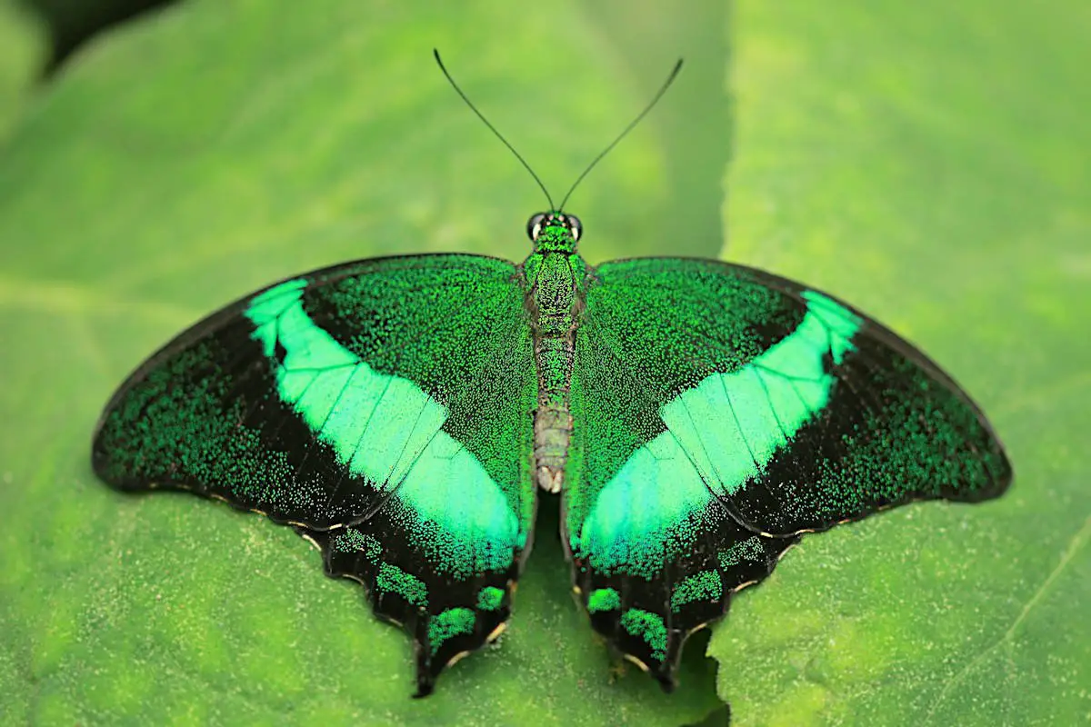 ANIMALES INVERTEBRADOS » Significado, Clasificación Y Ejemplos