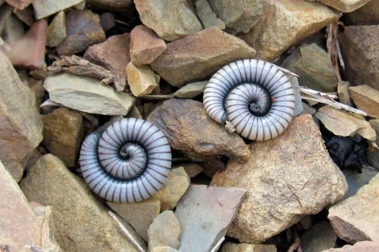 Miriápodos » Características, Alimentación, Hábitat, Reproducción ...