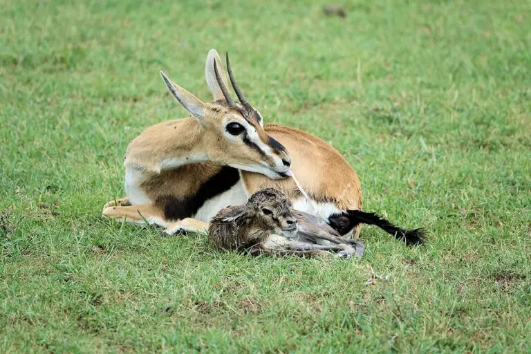 Animales Homeotermos » Características, Alimentación, Hábitat ...