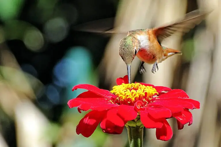 NECTARÍVOROS » Animales Herbívoros Que Se Alimentan De Néctar Y Polen