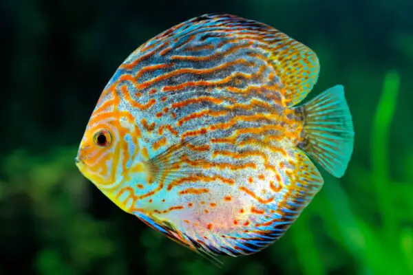 Animales De Agua Dulce » Características, Alimentación, Hábitat ...