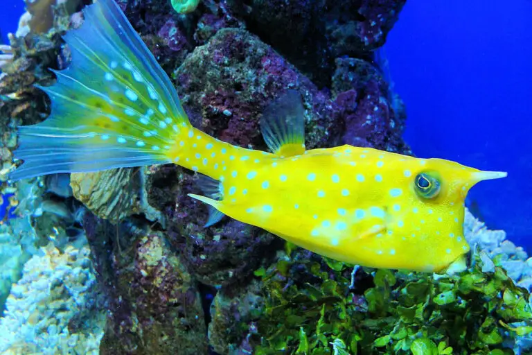 LOS 10 PECES MÁS RAROS » Hábitat, Características Y Curiosidades