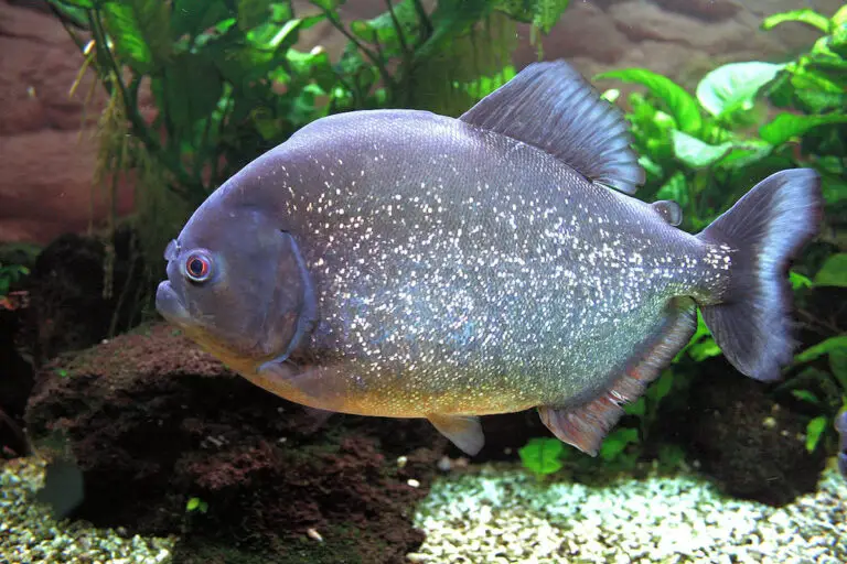 LOS 10 PECES MÁS RAROS » Hábitat, Características Y Curiosidades