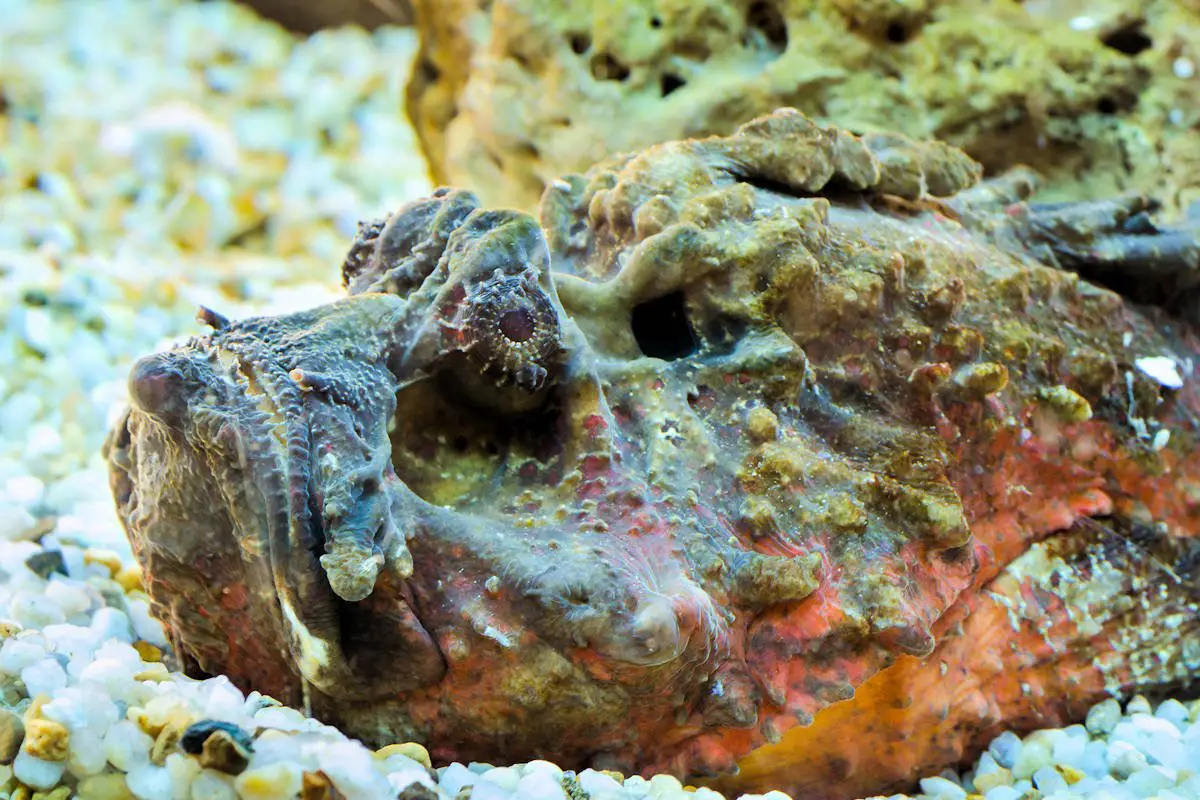 ANIMALES MARINOS » Significado, Clasificación Y Ejemplos