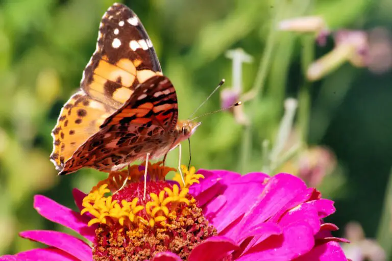 Folívoros » Características, Alimentación, Hábitat, Reproducción ...