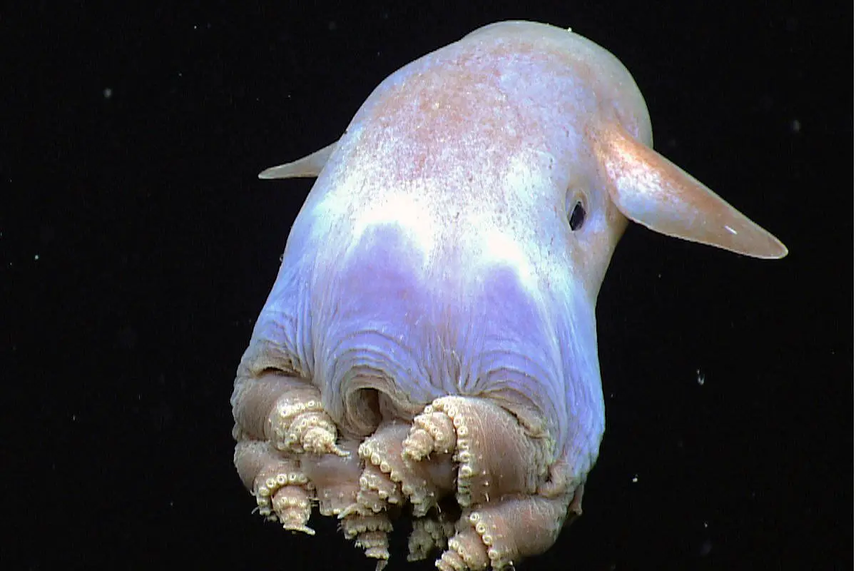 ANIMALES RAROS » Lista Con Los 30 Más Extraños Del Mundo