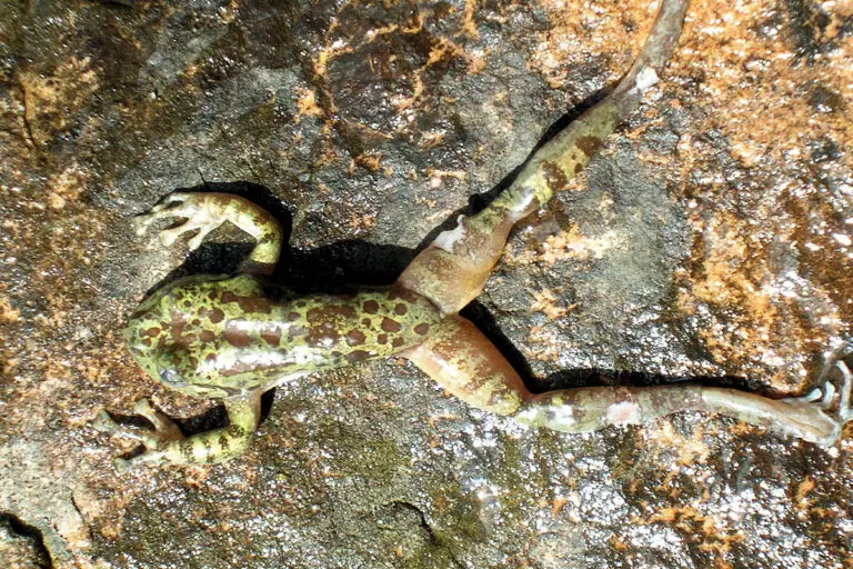 LOS 7 ANFIBIOS MÁS RAROS » Características, Reproducción Y Hábitat