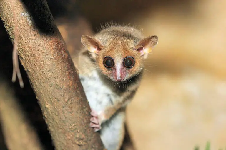 ANIMALES RAROS » Lista Con Los 30 Más Extraños Del Mundo