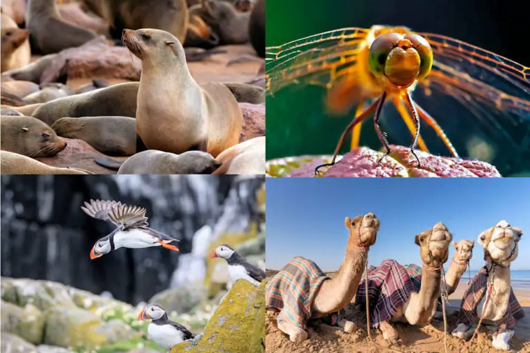 Reino Animal » Características, Alimentación, Hábitat, Reproducción ...