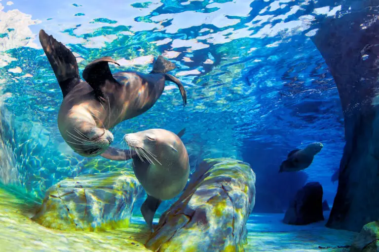 Animales Homeotermos » Características, Alimentación, Hábitat ...