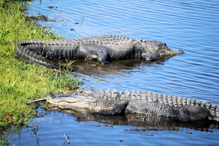 Aves Carnívoras » Características, Alimentación, Hábitat, Reproducción ...