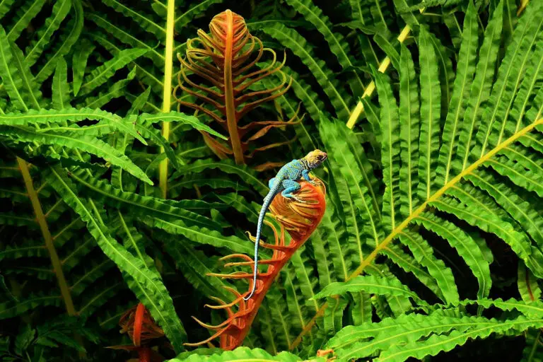 Reptiles Marinos » Características, Alimentación, Hábitat, Reproducción ...